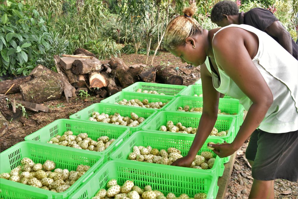 Women Noni Farmers Hopes to Benefit from Noni Payments - Environment Media